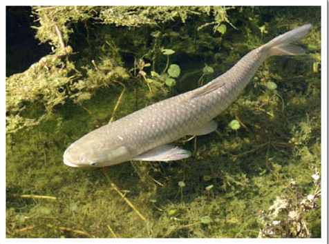 Triploid Grass Carp – Johns Lake Association